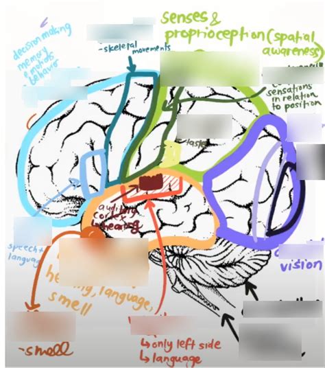 The Brain Diagram Quizlet
