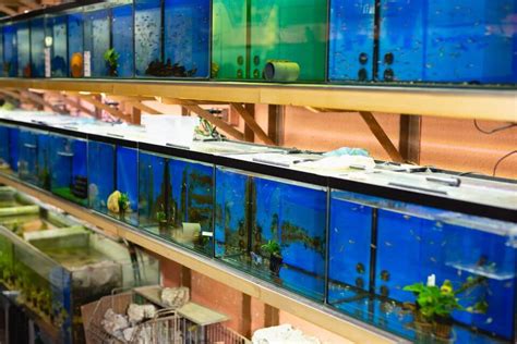 Breeding Aquarium Fish And How To Sell Them For Profits