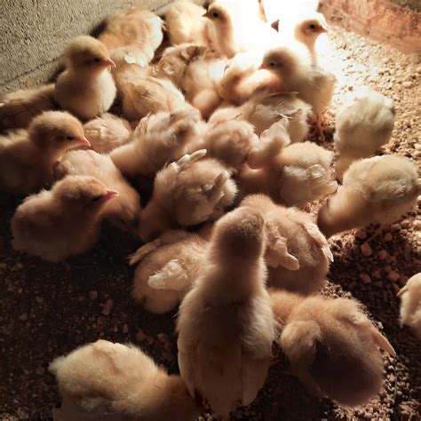 Buff Orpington Hatching Chicken Eggs 12 Count Organic Free Range