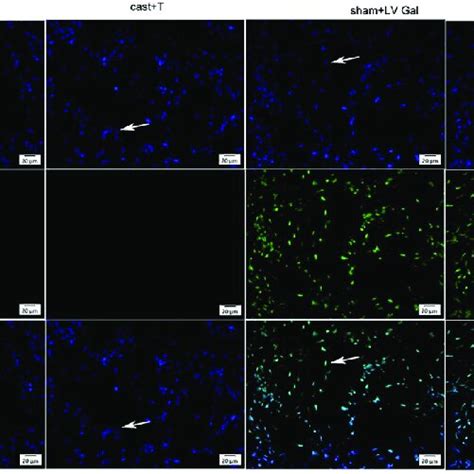 Fluorescence Staining In The Penile Tissues Of Rats In Different