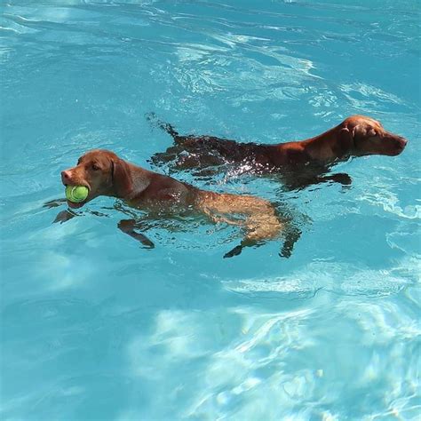 Swimming With My Bestie Tried To Show Off By Jumping In From The Side
