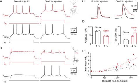 Apical Dendrite Semantic Scholar