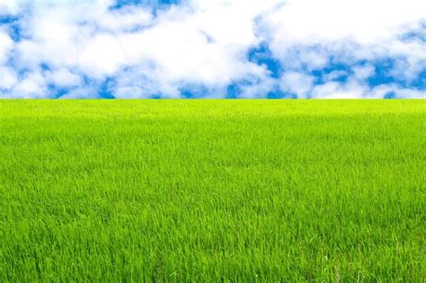 Page 47 Grass View Images Free Download On Freepik