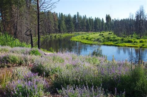 Premium Photo A River With Purple Flowers And Trees In The Background