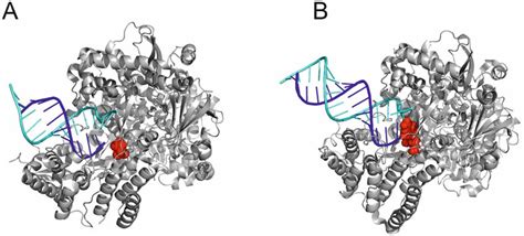 Cryo Em Structures Of The Replicating Sars Cov 2 Polymerase Complex