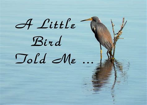 A Little Bird Told Me It Was Your Birthday Card By Rosie Cards