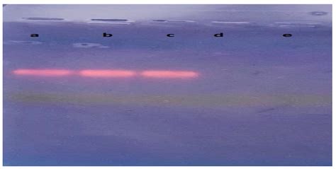 Comparison And Validation Of Ichthyoplankton Dna Extraction Methods