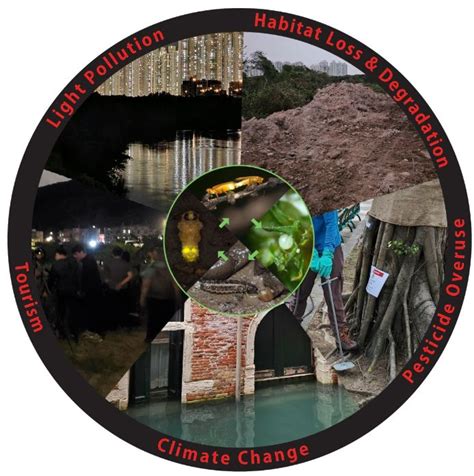 Insects Mdpi On Linkedin Mdpi Insects Mostviewpaper Firefly Beetles Citizenscience