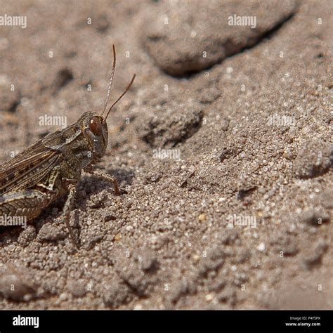 Close Up Portrait Of Grey Woodland Grasshopper On Ground This