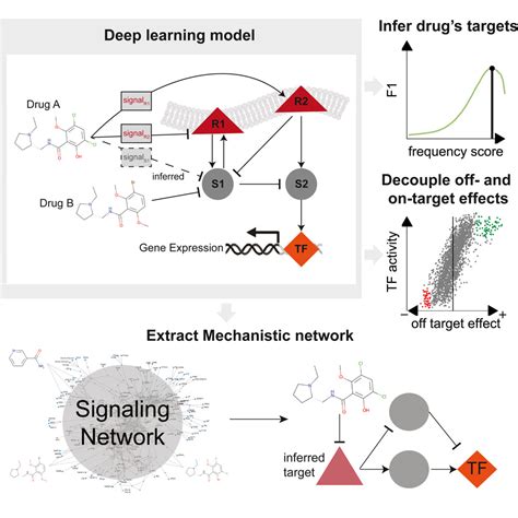 Inference Of Drug Off Target Effects On Cellular Signaling Using Interactome Based Deep Learning
