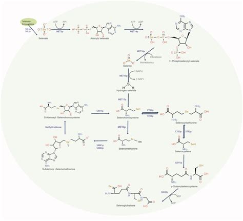 Biosynthetic Pathway Of Organic Selenium Proposed For Saccharomyces Download Scientific Diagram