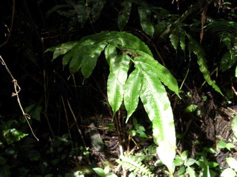 Diplaziopsis javanica 腸蕨