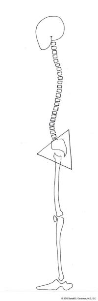 Normal Spinal Alignment Spine Anatomy