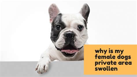 Why Is My Female Dogs Privates Swollen