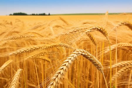 田野里金色的稻谷高清图片下载 正版图片600484671 摄图网