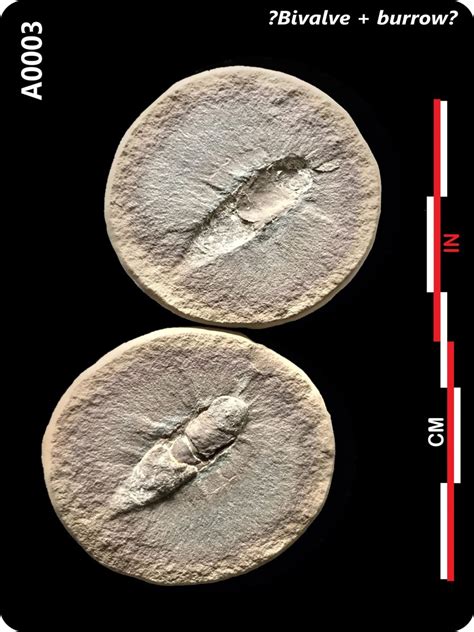 A0003 Bivalve Burrow Member Collections The Fossil Forum