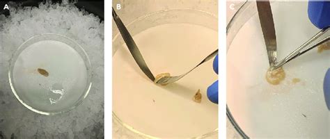 Overview Of Steps For Fresh Mouse Brain Dissection A C Download