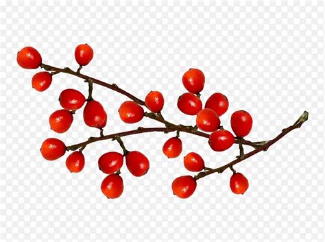 红色果实png图片素材下载图片编号yxjmkwnn 免抠素材网 红色果实png图片素材下载图片编号yxjmkwnn 免抠素材网