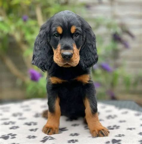 15 Photos Of Gordon Setter Puppies That Make Everyones Heart Melt