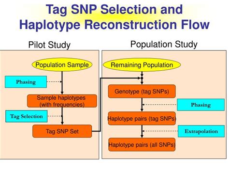 ppt optimal tag snp selection for haplotype reconstruction powerpoint
