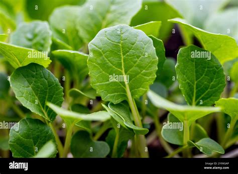 Small Bok Choi Seedlings Bok Choy Or Chinese Cabbage Growing Organic