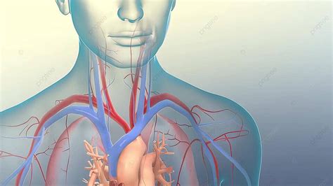 Arterioles Background Images Hd Pictures And Wallpaper For Free