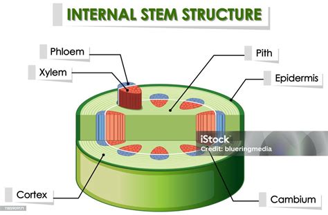 Diagram Van De Interne Stam Structuur Stockvectorkunst En Meer Beelden