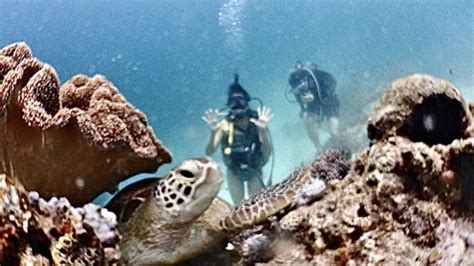 보홀 투어 거북이 코 앞에 스쿠버다이빙 현지 가이드 동행으로 즐겼어요 네이버 블로그