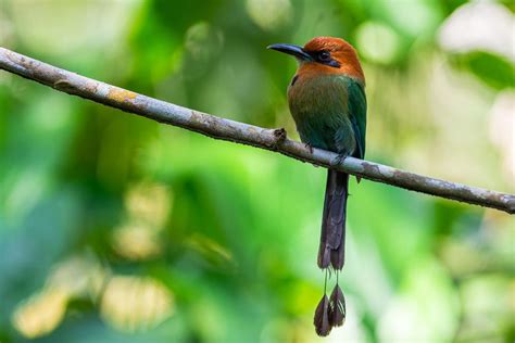 Red Flags I M Not The Bug For You Smithsonian Voices Smithsonian Tropical Research
