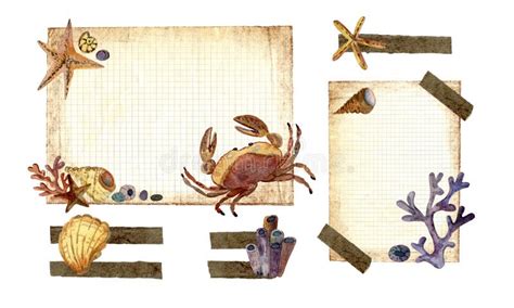 Fondo De Vida Marina Cangrejo Algas Mariscos Estepas De Pez Estrella