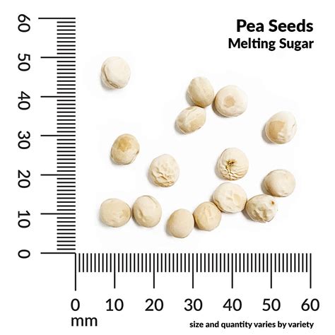Pea Mammoth Melting Sugar Pod Organic Seeds Organic Peas Ferry Morse