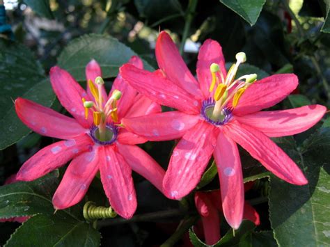 بذر پشن فروت موزی بسته 5 عددی Banana Passion Fruit Seeds Passiflora