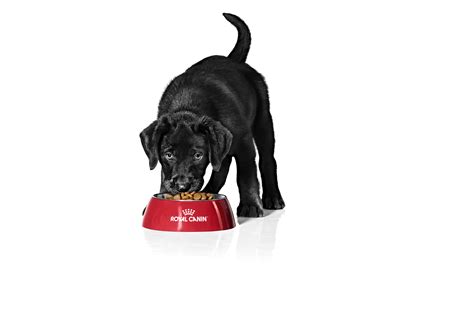 Puedes Alimentar A Los Perros Con Carne Cruda