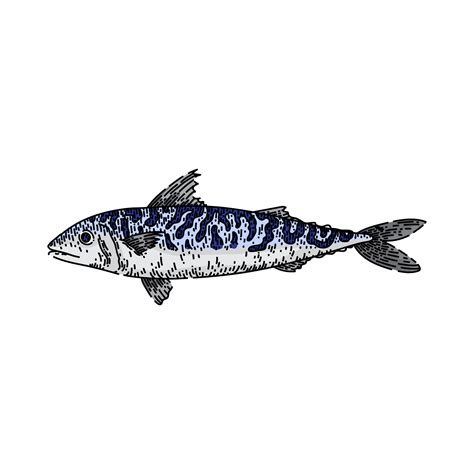 Mackerel Fish Sketch Hand Drawn Vector 17418259 Vector Art At Vecteezy