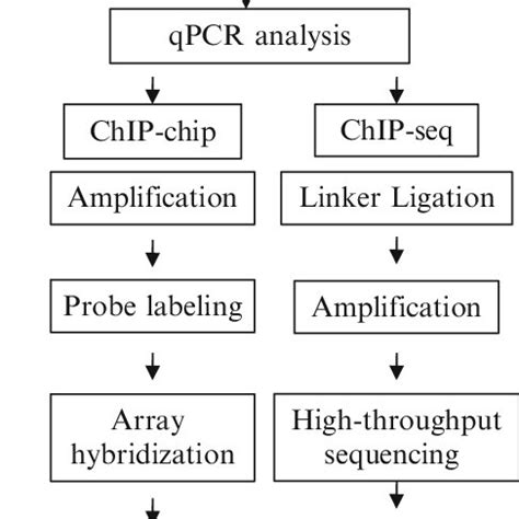 Workflow Of ChIP Chip And ChIP Seq This Outline Presents The Procedure