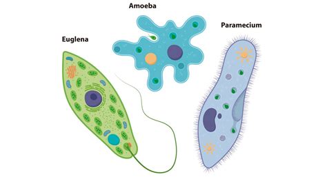 Reino Protista Escolar Abc Color