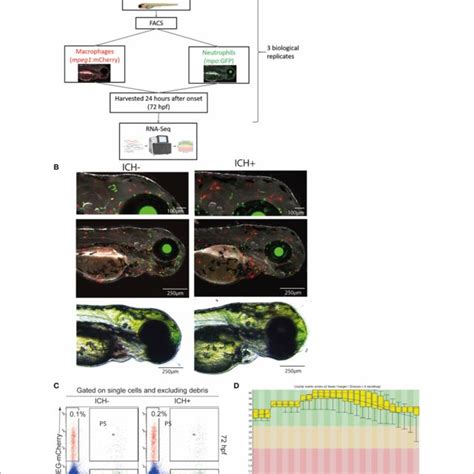 Experimental Workflow And Quality Control Steps For Transcriptomic Download Scientific
