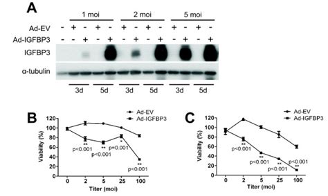 Effect Of Igfbp3 Overexpression On Gist T1 Cell Viability A Whole Download Scientific