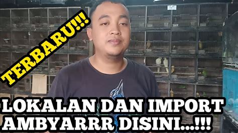 Burung Lokal Dan Import Ambyar Di Sini Update Harga Burung Terbaru Di