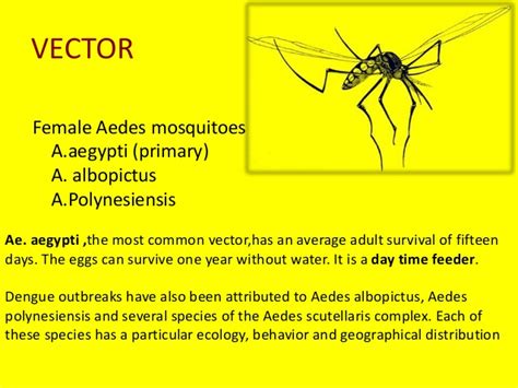 Dengue Fever Vector At Vectorified Collection Of Dengue Fever
