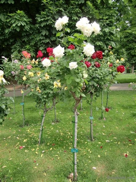 Shtambovani Vardebi Eden Rosa მირანდას ვარდები Facebook