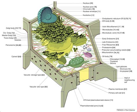 Ribosomes In Plant Cells