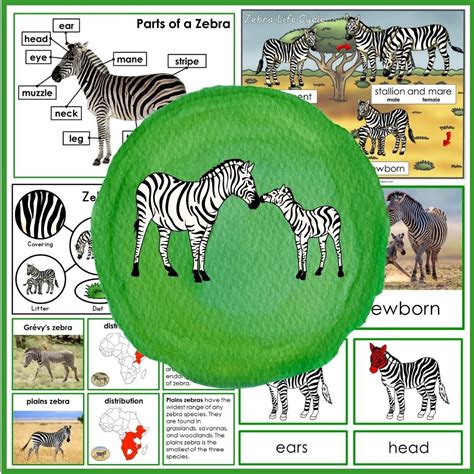 Lion Life Cycle And Parts Of A Lion Activities Montessori Nature