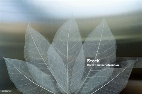 나뭇잎의 섬세 하 고 아름 다운 투명 한 투 각 해골의 자연 배경 0명에 대한 스톡 사진 및 기타 이미지 0명 노랑 떠남