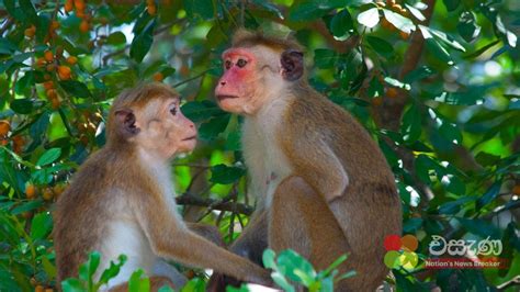 වගා හානි කරන සතුන් ගැන යෝජනා ඇතුළත් වාර්තාවක් අද පරිසර හා කෘෂිකර්ම අමාත්‍යංශවලට භාරදීමට පියවර