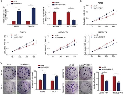Biological Functions Of Circankrd17 On The Ptx Chemosensitivity Of