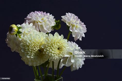 꽃의 꽃다발입니다 아름다운 달리아 플로리스트 리 휴일 장식을 위한 배경입니다 어머니의 날 생일 발렌타인 데이 3 월 8 일