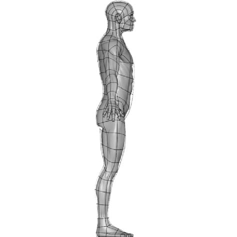 Anatomic Low Poly Model Overlay On Reference Anatomy Model Lateral Download Scientific Diagram