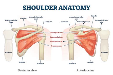 Shoulder Fractures Specialist Orthopaedic Clinic Singapore