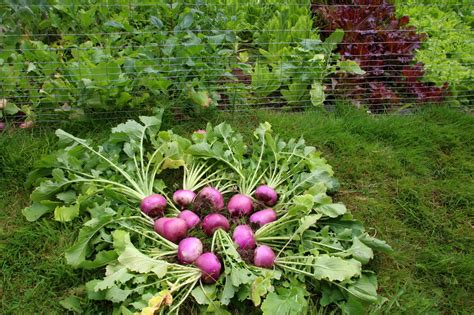 Pickled Turnips The Daring Gourmet